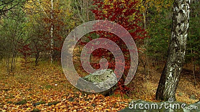 The Young Maroon Oak Tree stock footage. Video of nature - 234001284