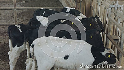 Young Newborn Calves in Cages in a Dairy Farm Stock Video - Video of ...