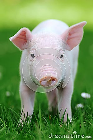 Young Pig In Grass Stock Photo - Image: 41823324