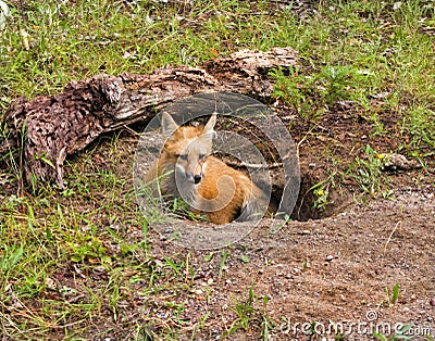 Red Fox Outside Den stock photo. Image of animal, furbearer - 10687312