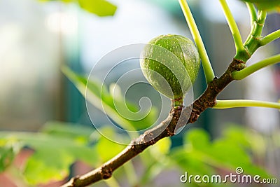 Young Ripening Fig Fruit On A Branch. Stem With Green Figs. Fig Fruit ...