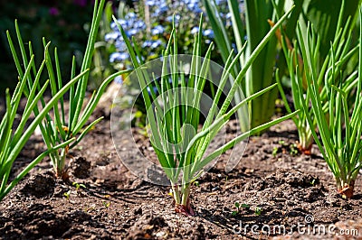 Young Shallot Onion Plants Growing In Spring Garden Stock Image ...