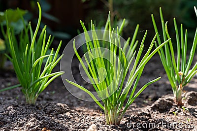Young Shallot Onion Plants Growing In Spring Garden Royalty-Free Stock ...