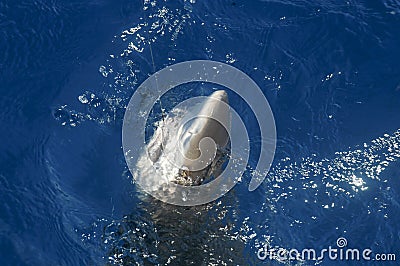 Young Sharks In Shallow Waters Of Suwarrow Atoll, Cook Islands ...