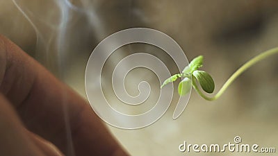Young Small Cannabis Plant and Cigarette Smoke. Smoking Marijuana Stock ...