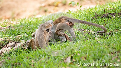 Young Toque Macaque Siblings Play-fighting On The Ground. Wrestle On ...