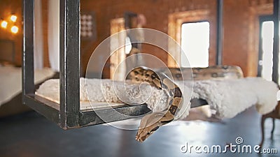 Young Woman Dances a Belly Dance in Front of a Snake in a Studio Stock ...
