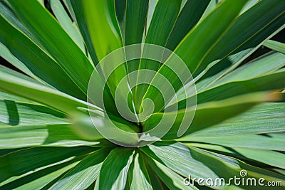 Yucca Green Leaves With Sharp And Prickly Tips Under A Bright Summer ...