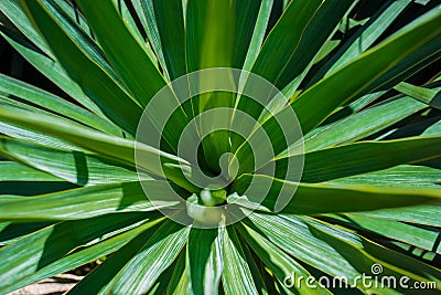 Yucca Green Leaves With Sharp And Prickly Tips Under A Bright Summer ...