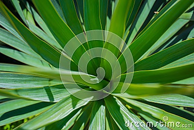 Yucca Green Leaves With Sharp And Prickly Tips Under A Bright Summer ...