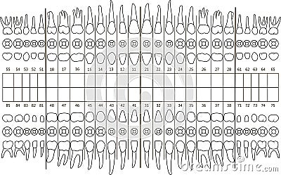 Zahnformel Vektor Abbildung - Bild: 69164289