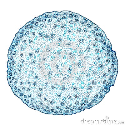 Zea Stem, Maize Stem, Zea Mays, Cross Section, 20X Light Micrograph ...