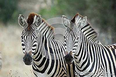 Zebra Royalty Free Stock Photography - Image: 1365027