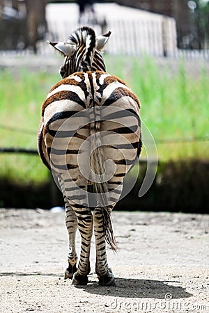 Zebra From The Back View Royalty-Free Stock Photography | CartoonDealer ...