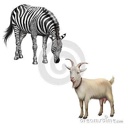 Zebra Bent Down Eating Grass, Goat Stock Photo | CartoonDealer.com ...