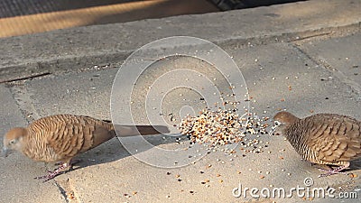 Zebra Dove Birds are Eating Food Stock Video - Video of cute, geopelia ...