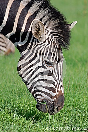 Zebra Feeding Stock Photo | CartoonDealer.com #11915892