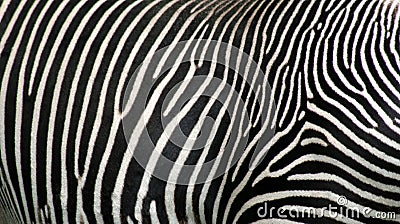 Zebra-Fell Lizenzfreie Stockfotografie - Bild: 6023167
