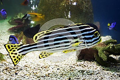 Zebra Fish Stock Image - Image: 6887281
