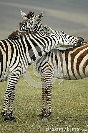 Zebra Hug Stock Photo - Image: 3202370
