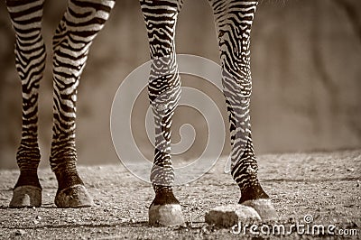 Zebra Legs Stock Photography - Image: 30714912