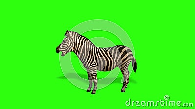 Zebra Looking on Green Screen Stock Footage - Video of walk, looking ...