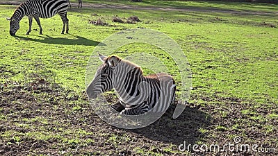 Zebra Lying on the Dusty Ground Then Gets Up and Starts To Laugh Stock ...