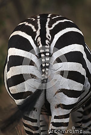 Zebra Rear Stock Images - Image: 10832524