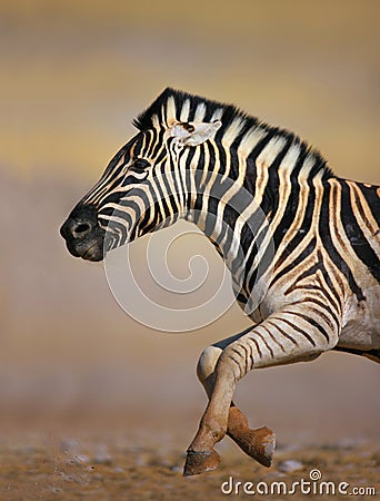 Zebra Running Stock Photos - Image: 15215993