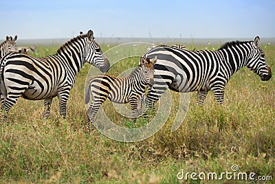 Zebra's Family Stock Image - Image: 6291041