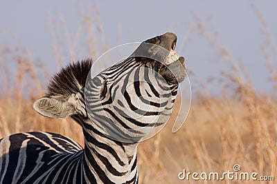 Zebra Smile Stock Image - Image: 5642861