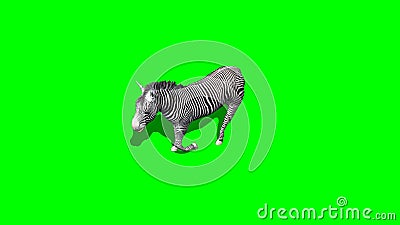 Zebra Walks with Shadow - 2 Different Views - Green Screen Stock Video ...