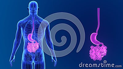 Zoom Dell'intestino Tenue E Dello Stomaco Con Anatomia Stock Footage ...