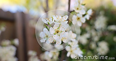Zoom in To a Limb of a Plum Tree Covered in Blossoms in Spring Stock ...