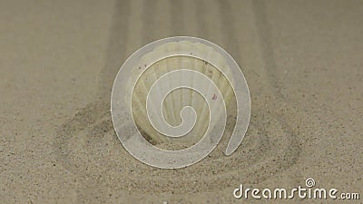 Zoom of a White Seashell Standing in a Circle of Sand. Stock Footage ...