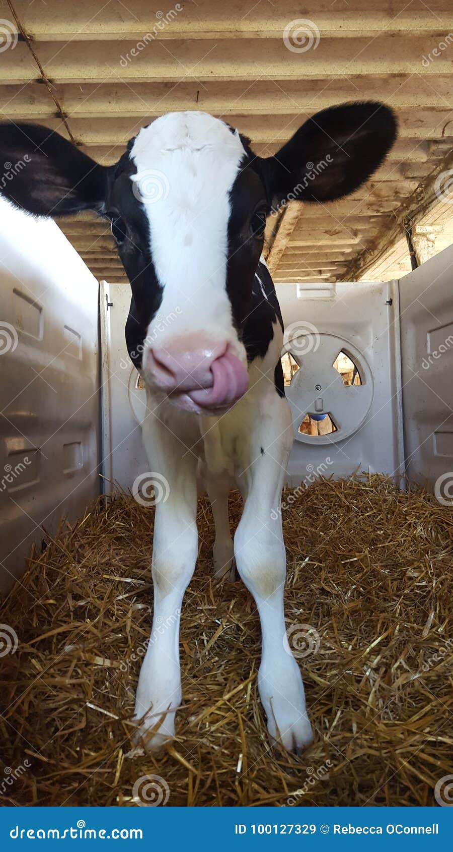 ¡Cuteness Mmm! imagen de archivo. Imagen de bebé, becerro - 100127329