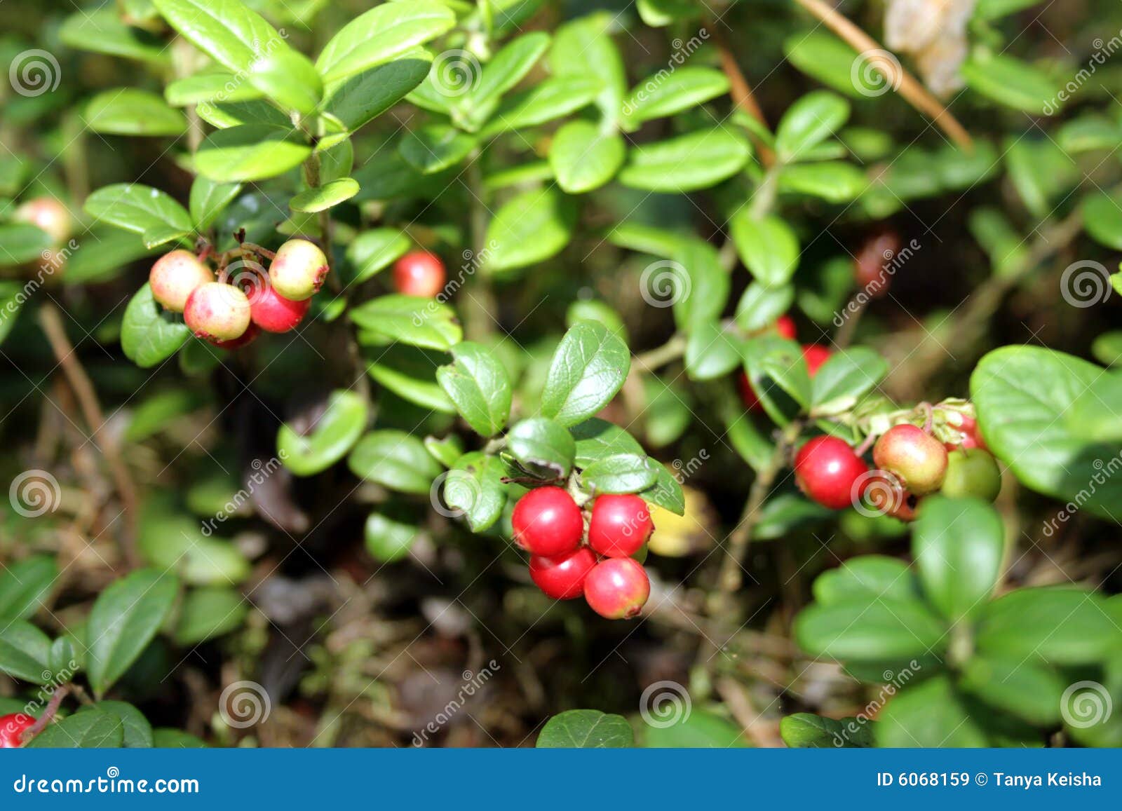 ¡Es muy sabroso! imagen de archivo. Imagen de cena, oval - 6068159
