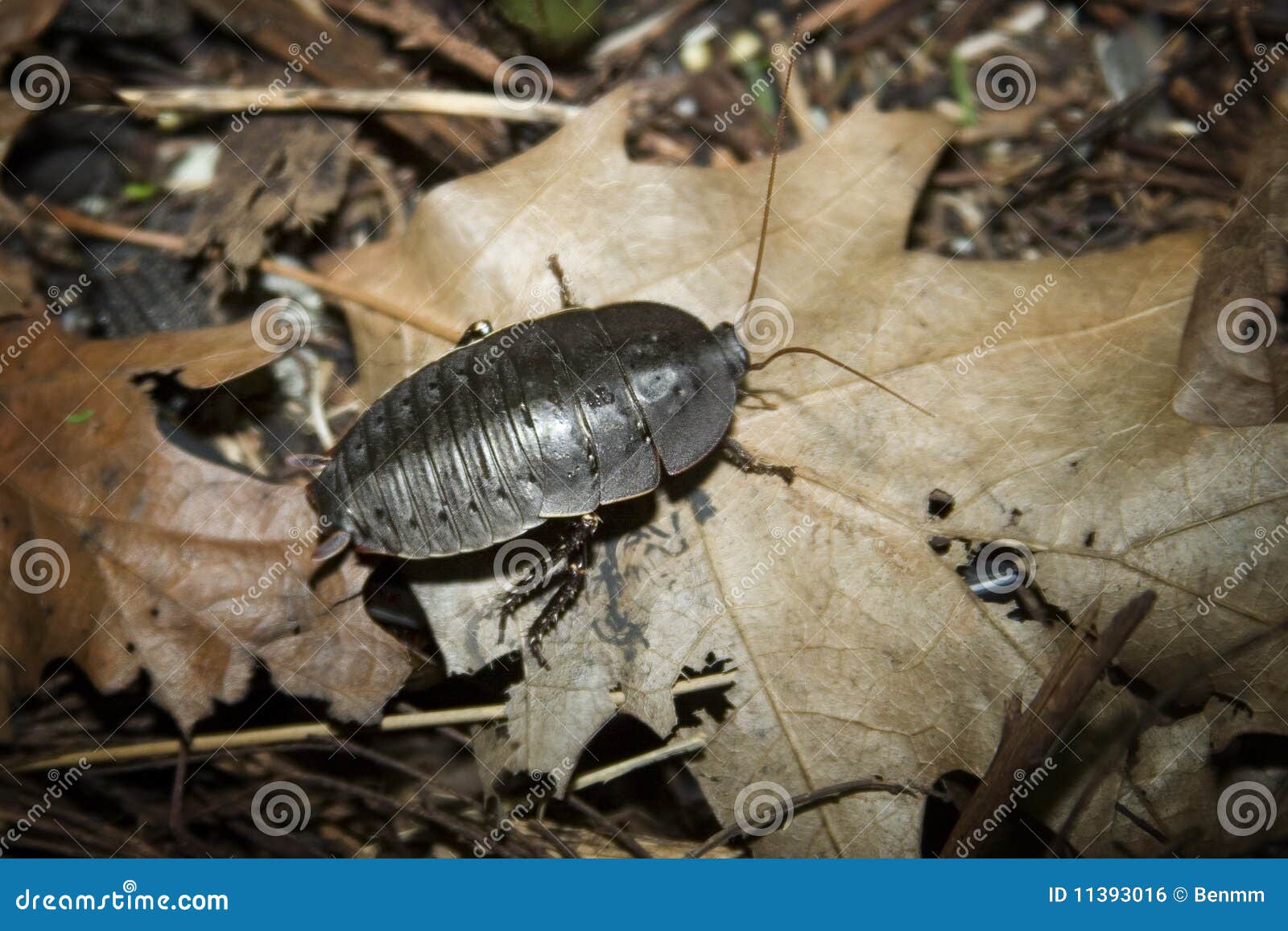 ¡Escarcho! foto de archivo. Imagen de arrastre, control - 11393016