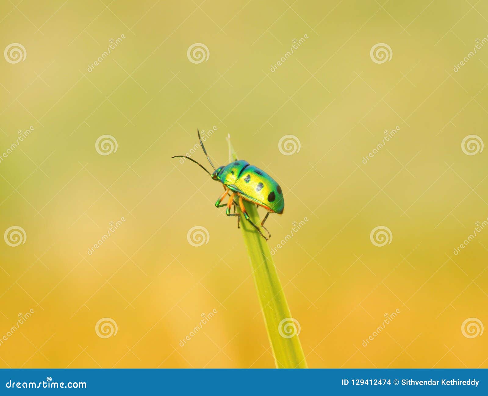 ¡Insecto Verde Iridiscente De La Joya! Foto de archivo - Imagen de ...