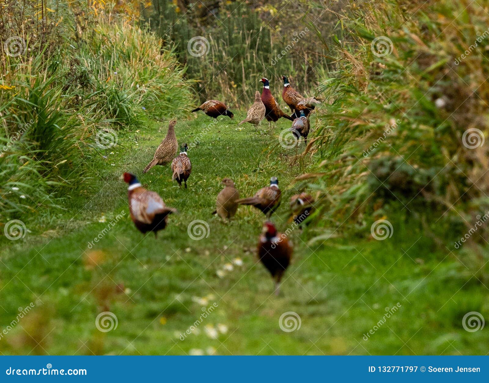 ¡Muchos Faisanes En El Abierto! Imagen de archivo - Imagen de hierba ...