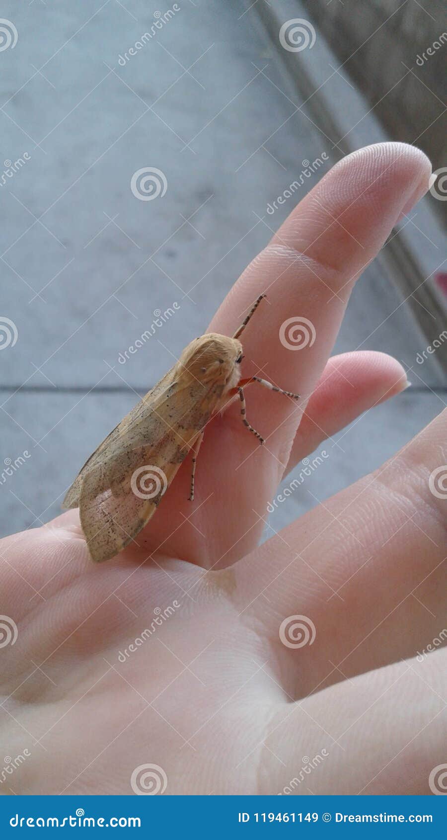 ¡Polilla gigante! imagen de archivo. Imagen de bicho - 119461149