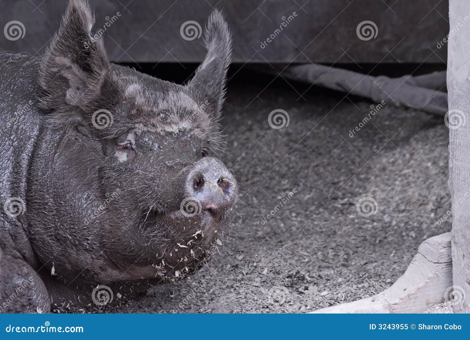 ¿Quién Usted Que Llama Asqueroso? Imagen de archivo - Imagen de feliz ...