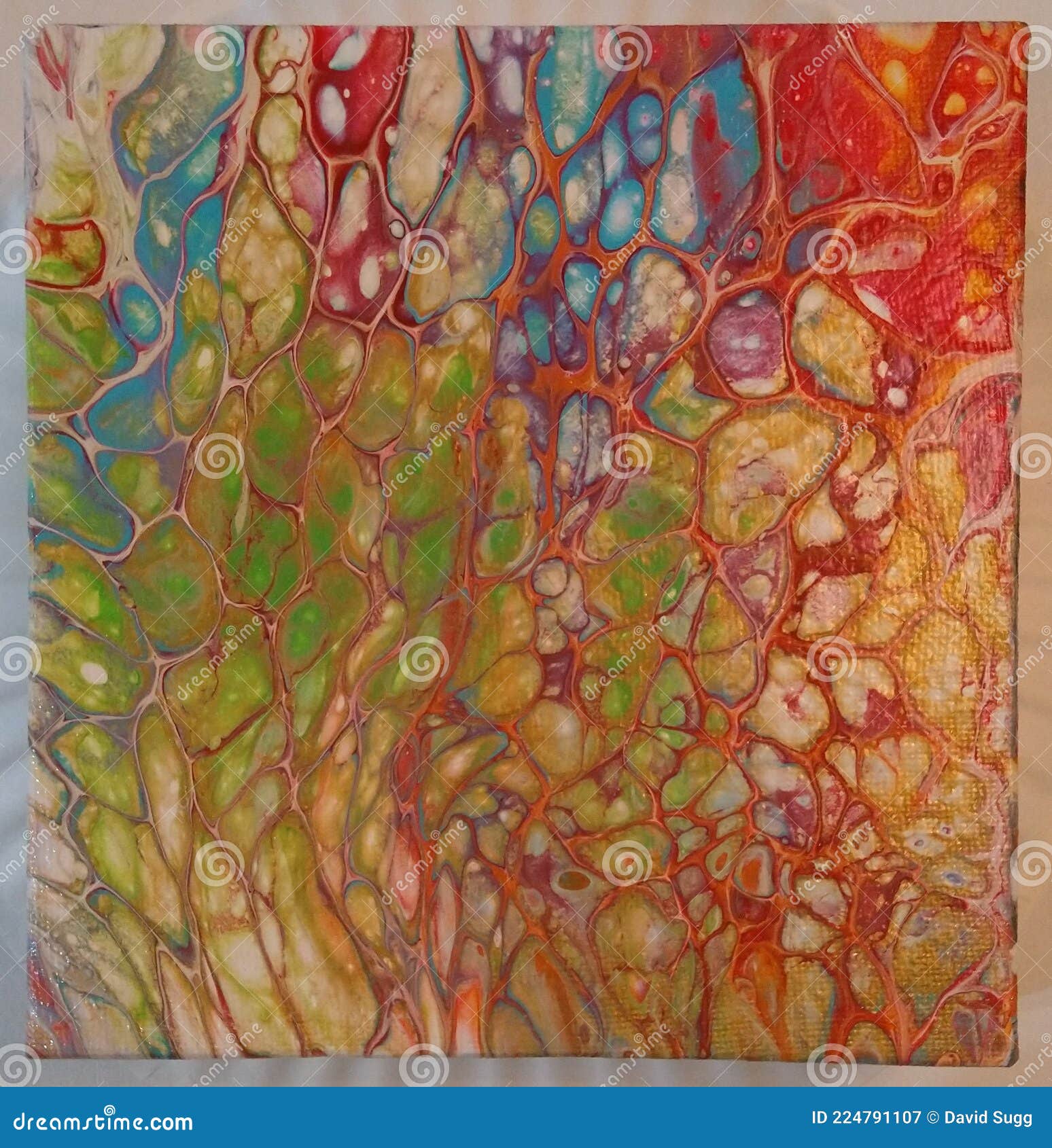 Webs and wings stock image. Image of butterfly, wings - 224791107