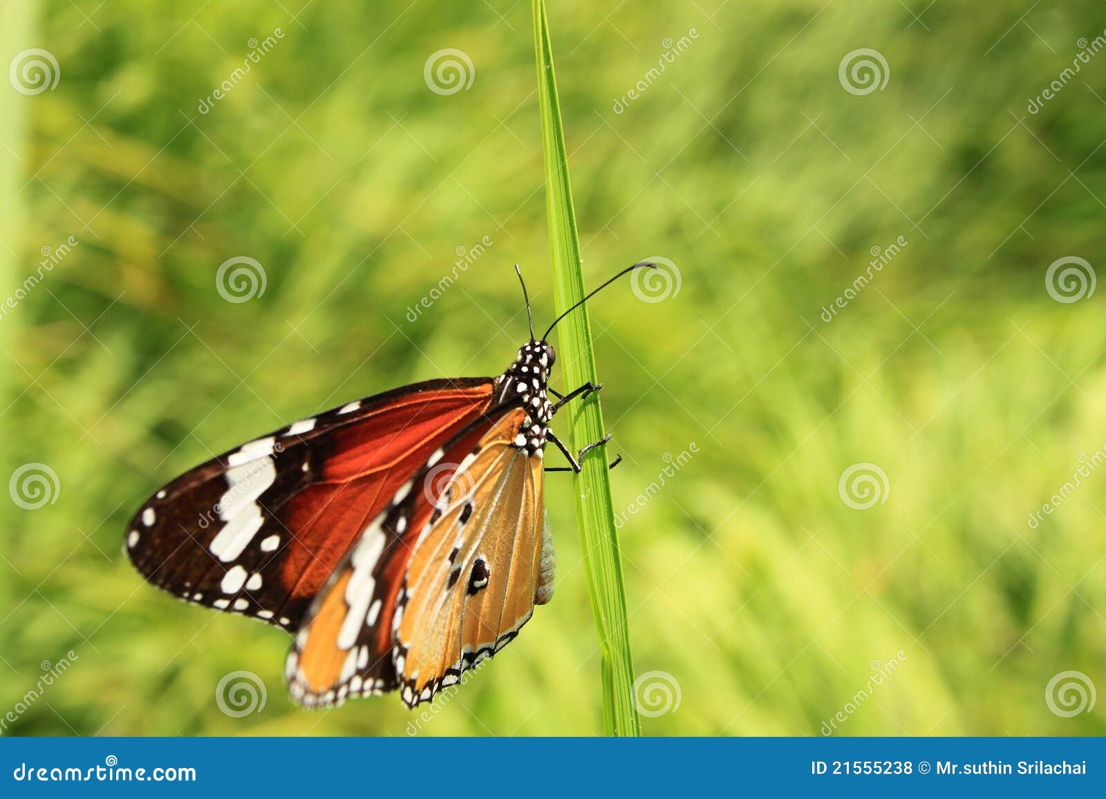 186 Buterfly Fly Stock Photos - Free & Royalty-Free Stock Photos from ...