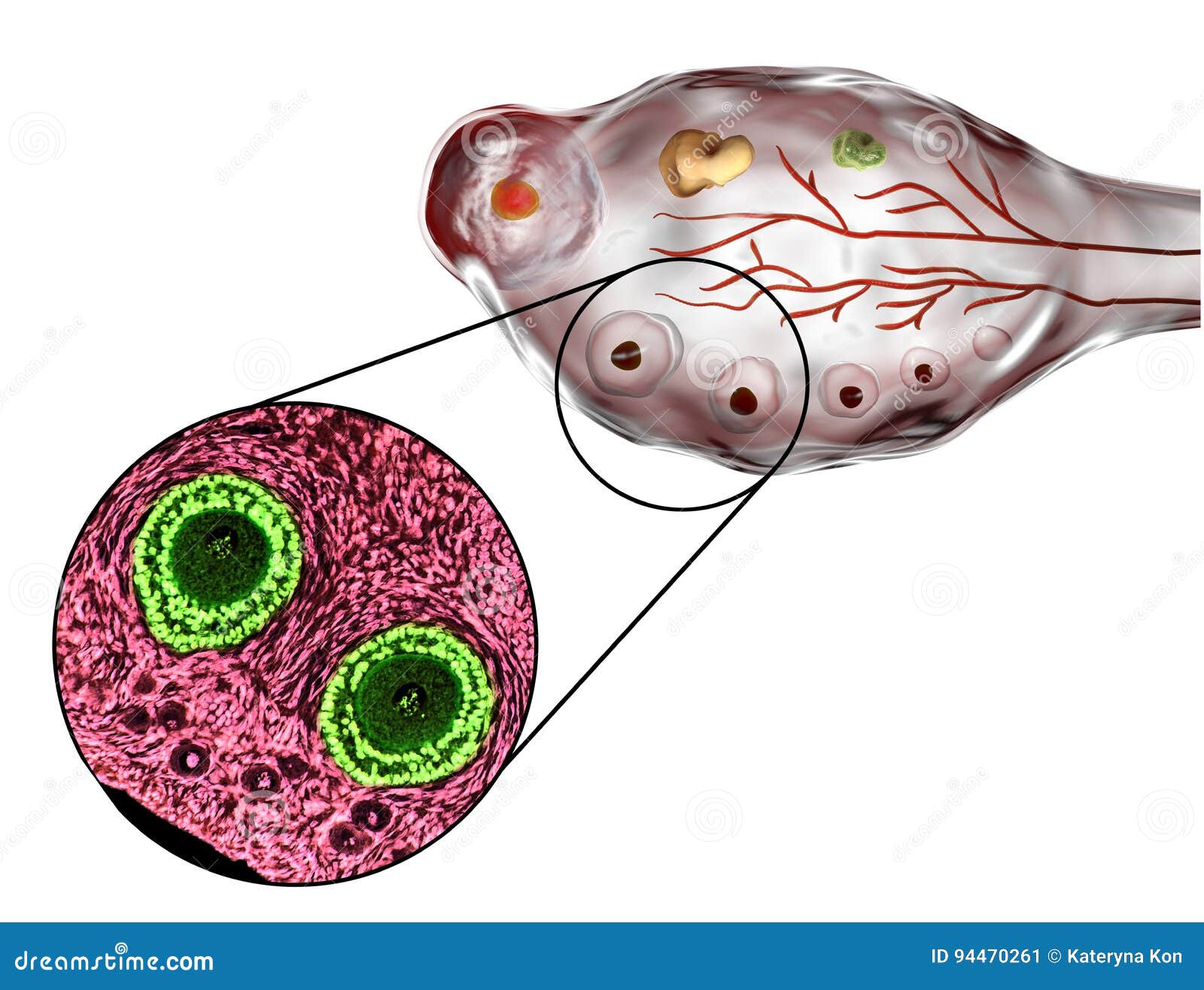 À Section Transversale D'un Ovaire Illustration Stock - Illustration du ...