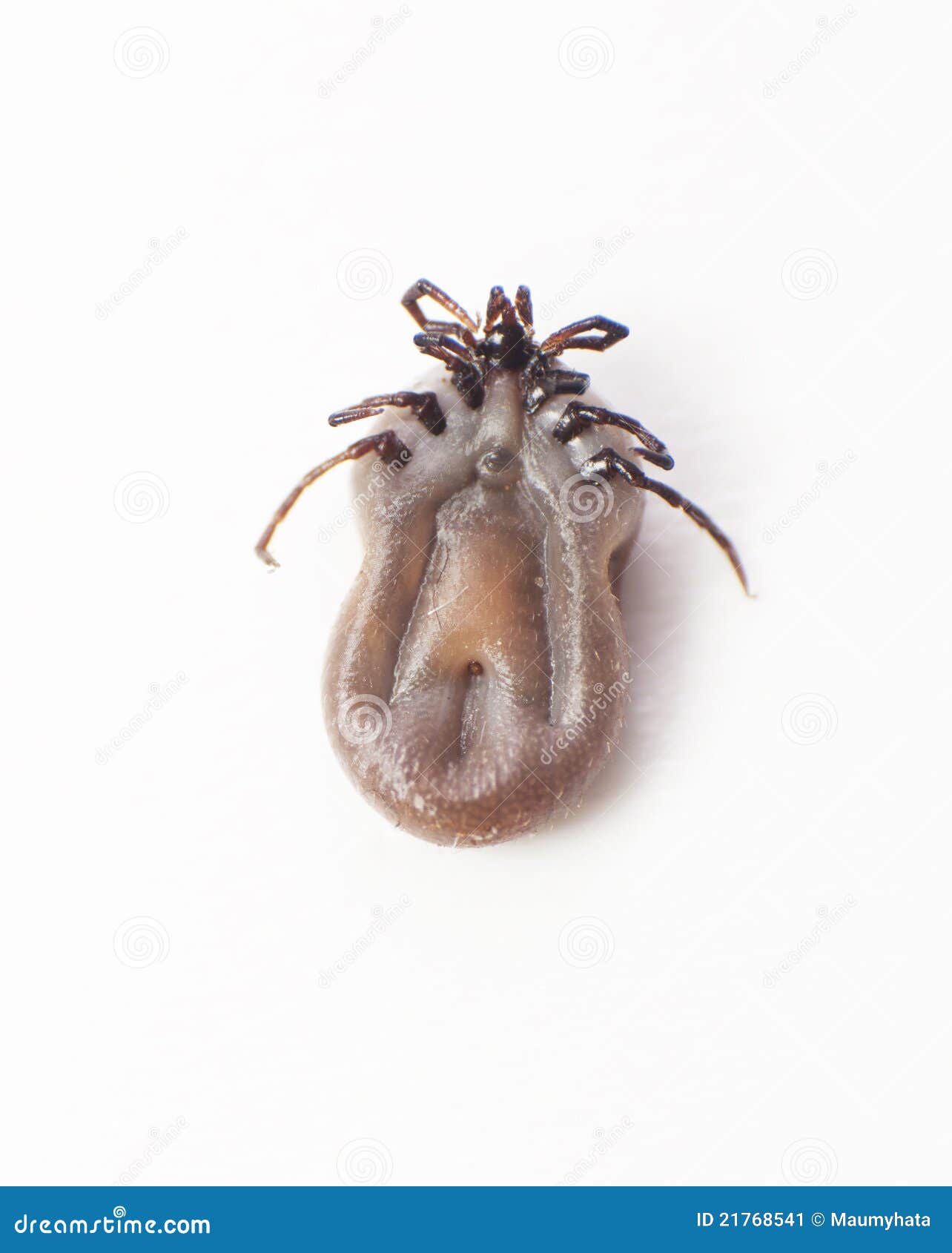 Ácaro imagen de archivo. Imagen de macro, mordedura, fastidio - 21768541