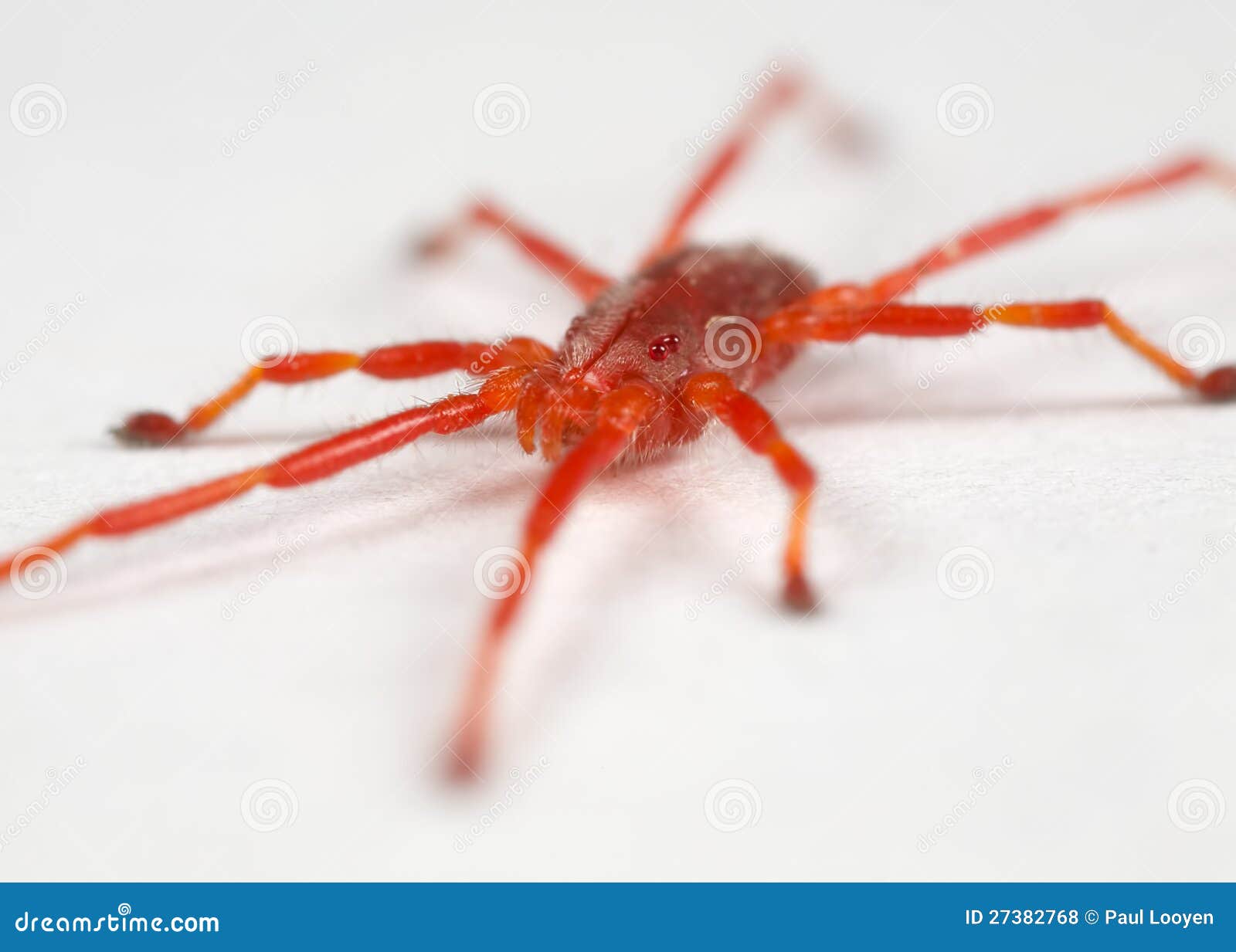 Ácaro vermelho foto de stock. Imagem de textura, erro - 27382768