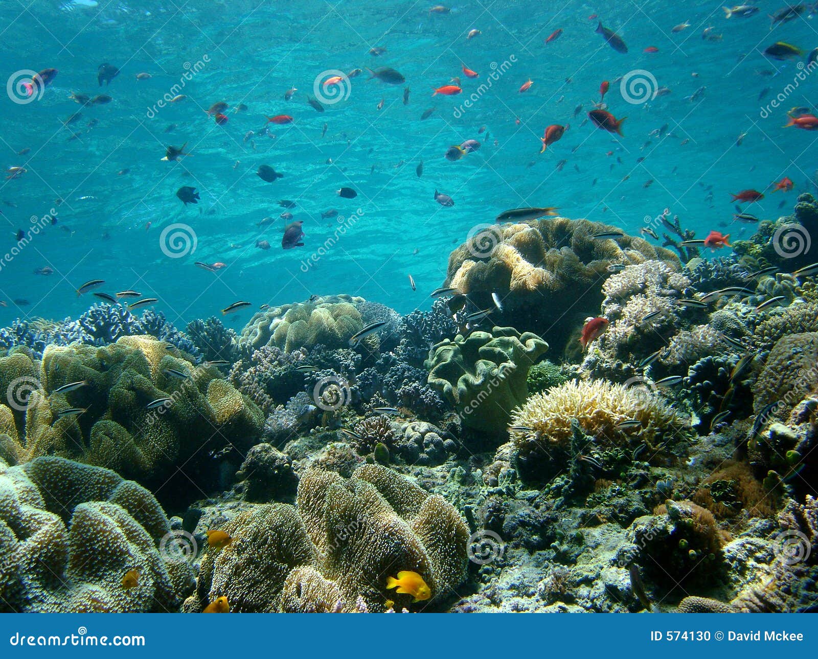 Água azul, recife coral foto de stock. Imagem de peixes - 574130