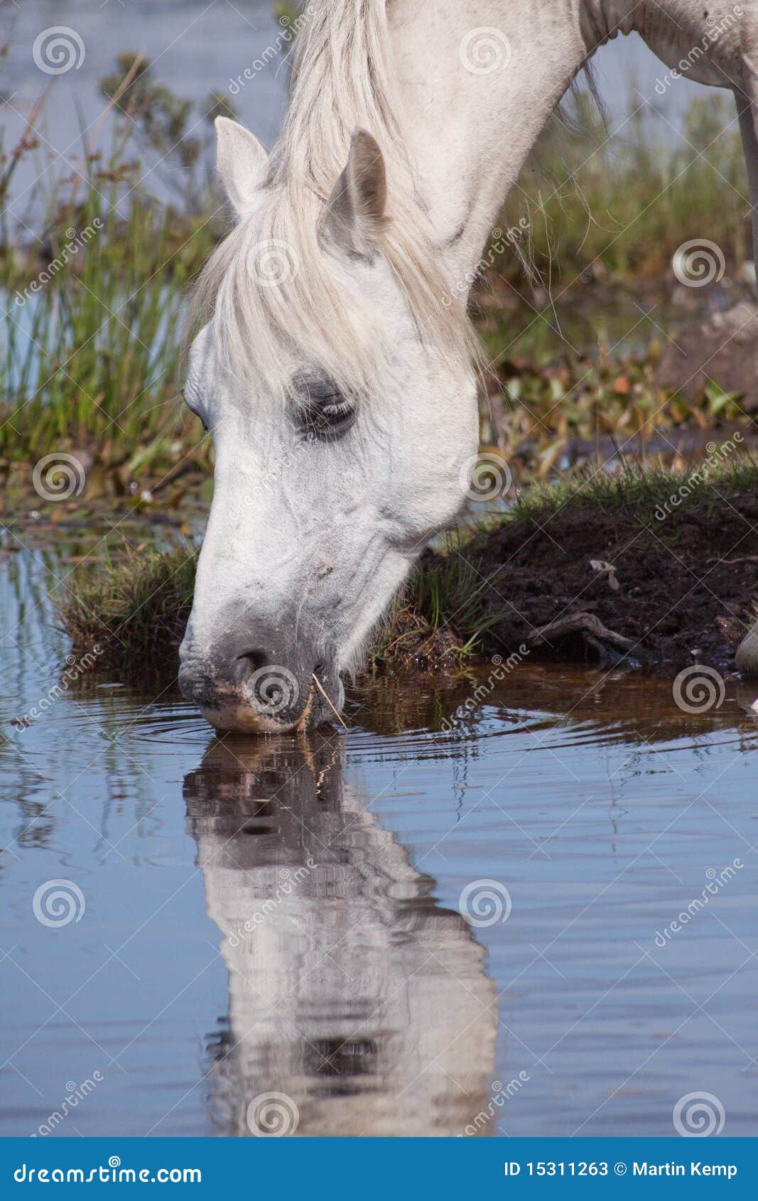 Água Bebendo De Cavalo Branco Imagem de Stock - Imagem de lagoa ...