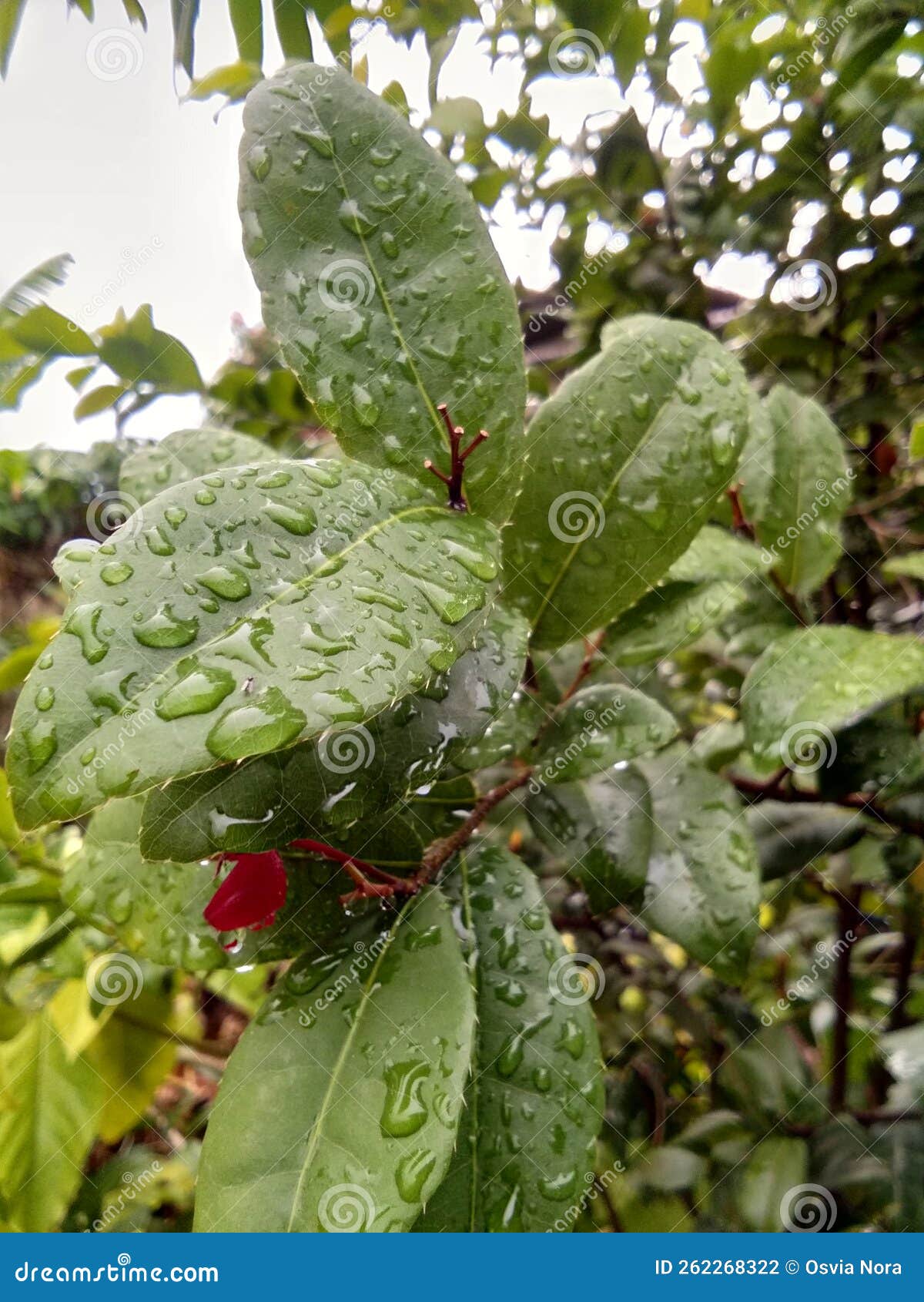 água Da Chuva Que Molha As Plantas Foto de Stock - Imagem de flor ...